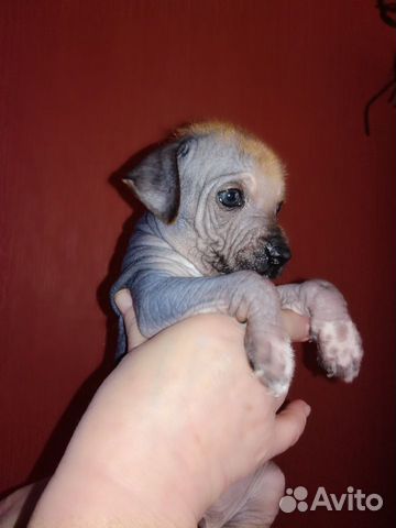 Мексиканская голая