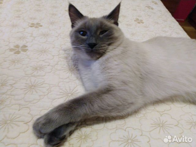 Сиамский кот на вязку