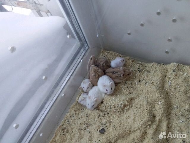 Джунгарские хомячки