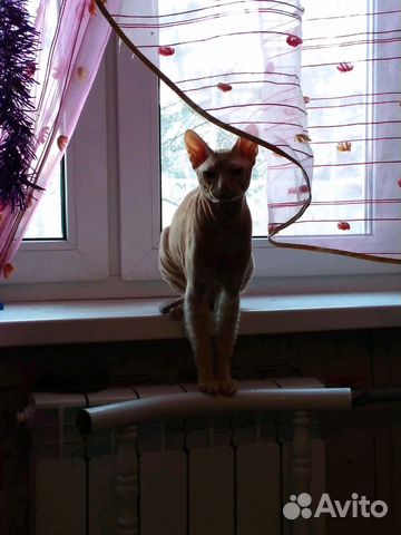 Донской сфинск