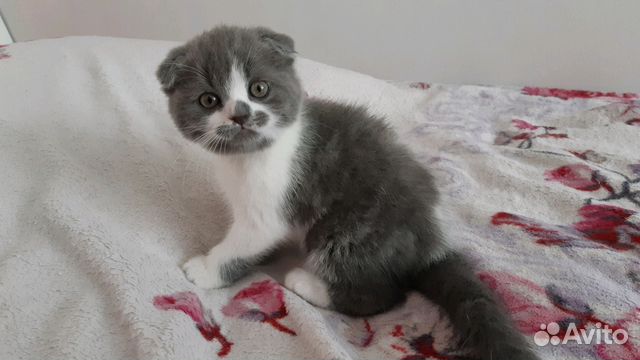 Шотландская плюшевая кошечка Скоттиш-фолд