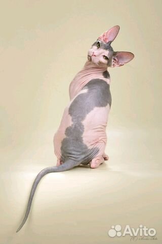 Донской сфинкс