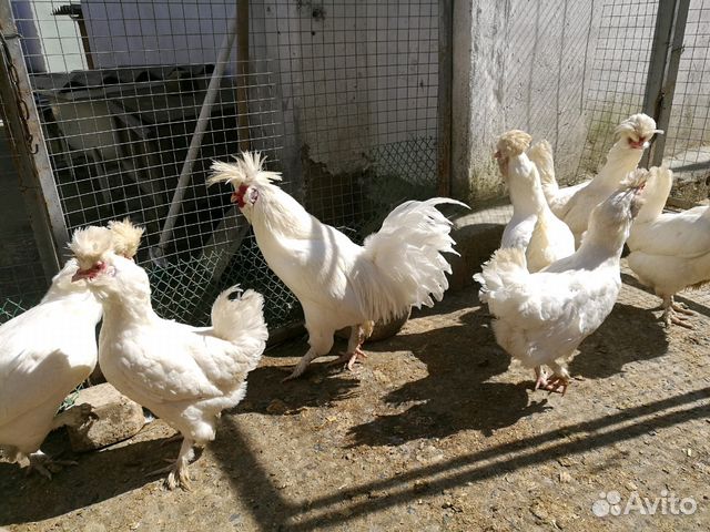 Инк яйцо Павловских белых