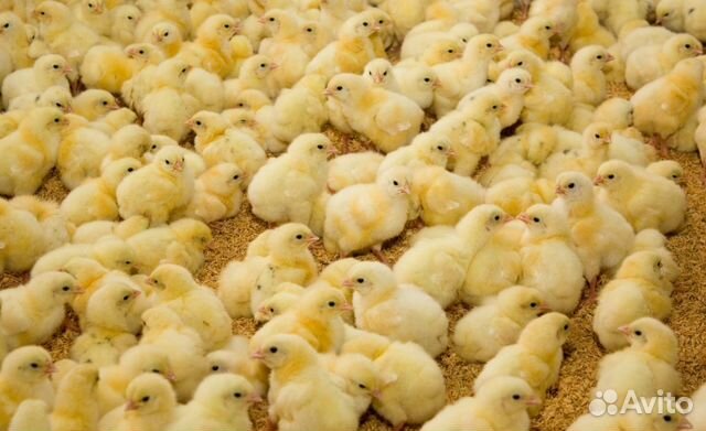 Суточные цыплята бройлера