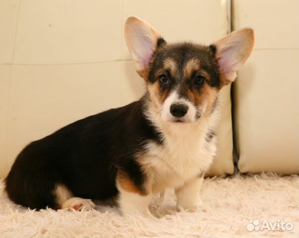 Забавные карапузы Вельш-корги