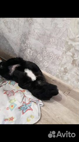 Отдам последнего щенка