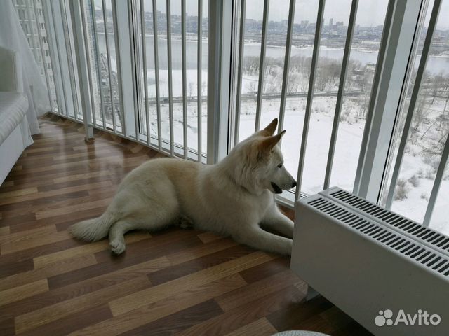 Чубакка ищет дом