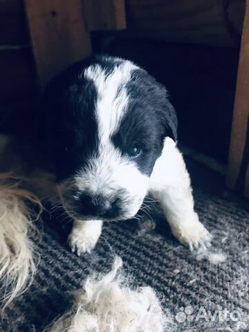 Кавказская овчарка и мама итальянская овчарка