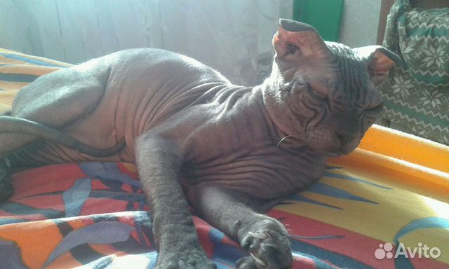 Украинский Левкой