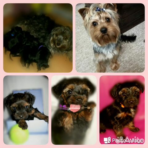 Щенки Йоркширского терьера макси и стандарт