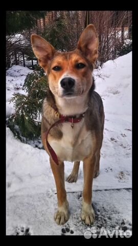 Семейная собака Лиза в добрые руки