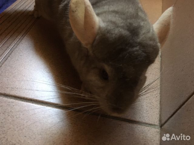 Шиншилла