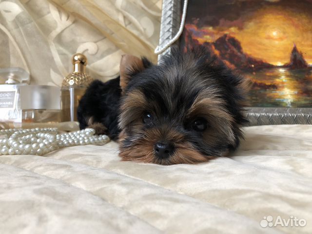 Невероятное чудо мини йорк