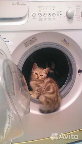 Шотландец в добрые руки