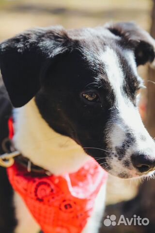 Миниатюрный Фоксик ждет хозяина