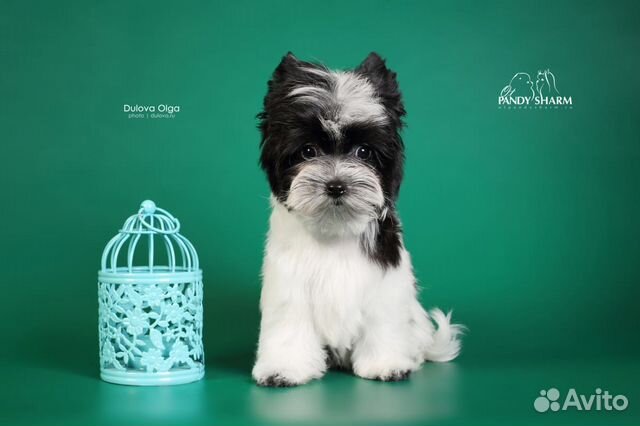 Лучший подарок