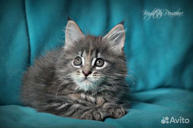 Котенок мейн кун из питомника