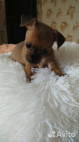 Супер-мини девочка Той