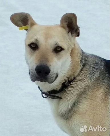 Хорошая собака в ответственные руки