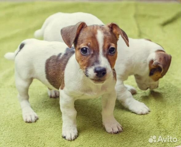 Джек Рассел терьер