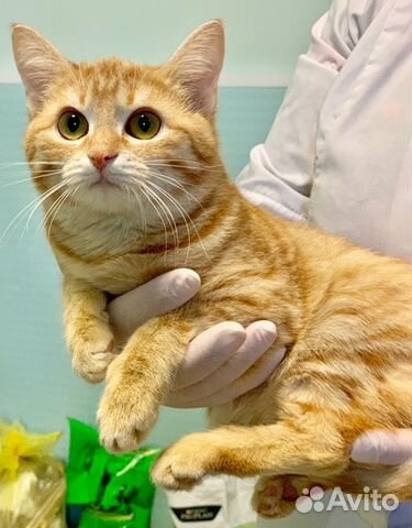 Котодети из приюта ищут своих родителей