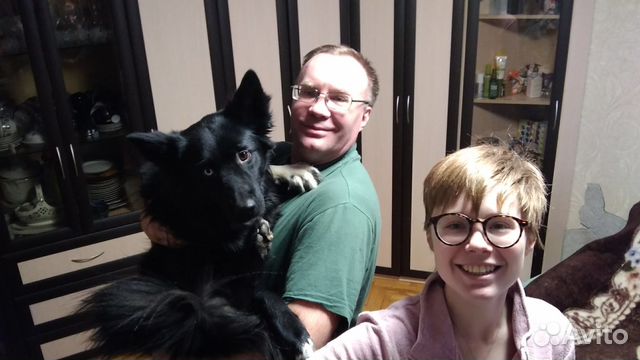 Якутская лайка в частный дом, 3 года