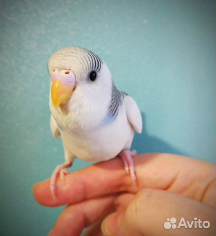 Ручной птенец волнистого попугая(самка)