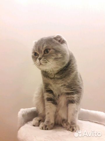 Вислоухий шотландец готов для вязки