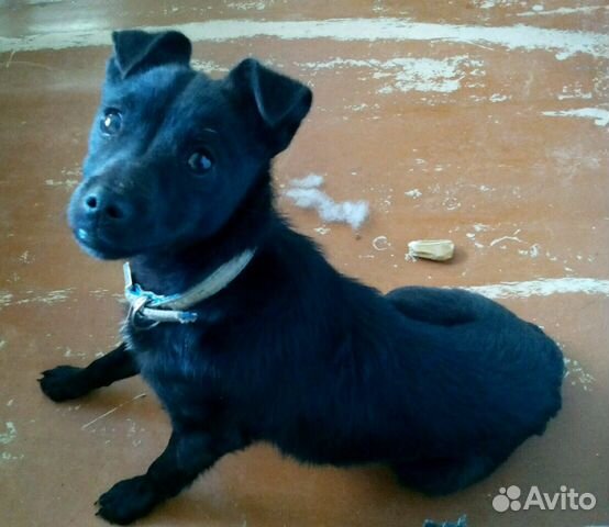 Отдам в добрые ручки домашнего щенка-подростка