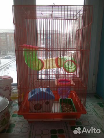 Одам хомика