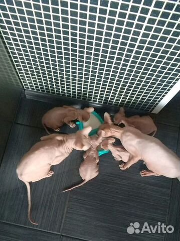 Донские сфинксы. Суперкотята