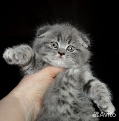 Шотландские котята - 2 месяца