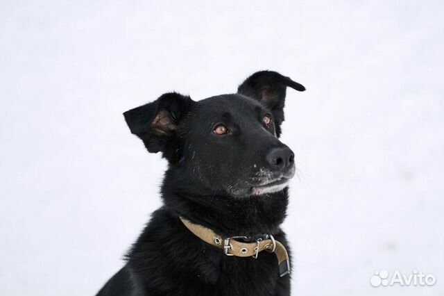 Добрый мальчик Балу ищет дом