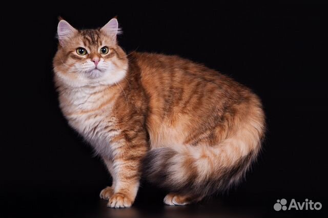 Золотой сибирский котик