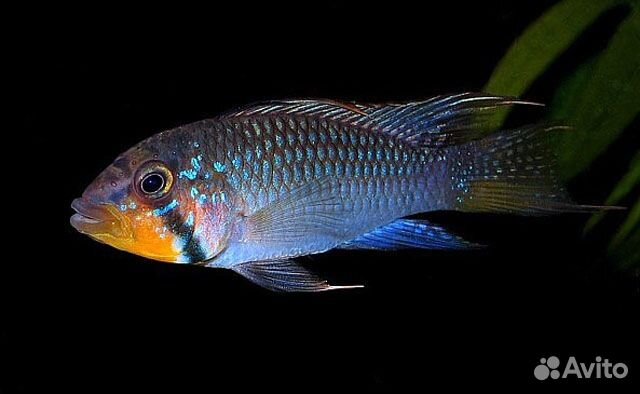 Апистограмма Барлови/apistogramma barlowi