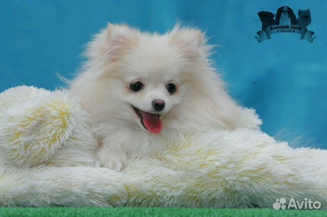 Померанский шпиц, подрощенная мини девочка 1 год