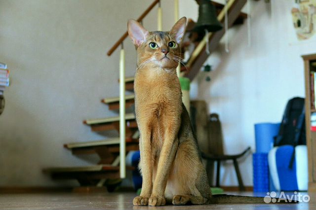 Абиссинские коты для вязки