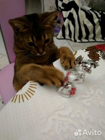 Абиссинская