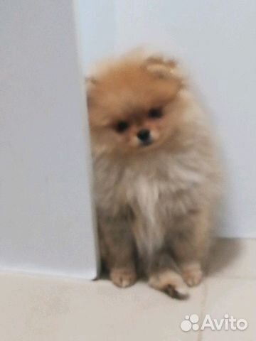 Куколка РКФ Какань помераночка