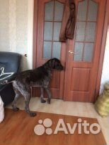 Породистая собака, Дредд хар, кобель 7-8 лет