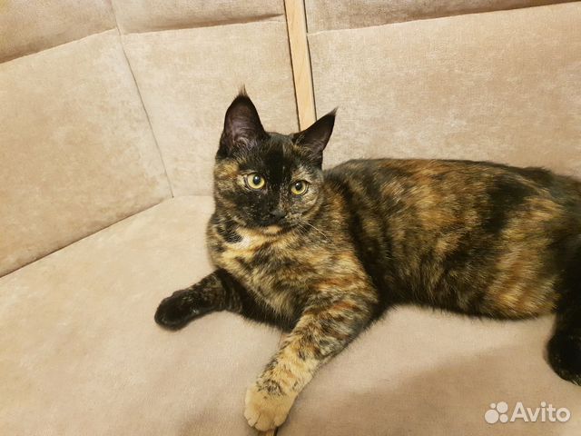 Кошечка- ласкуша