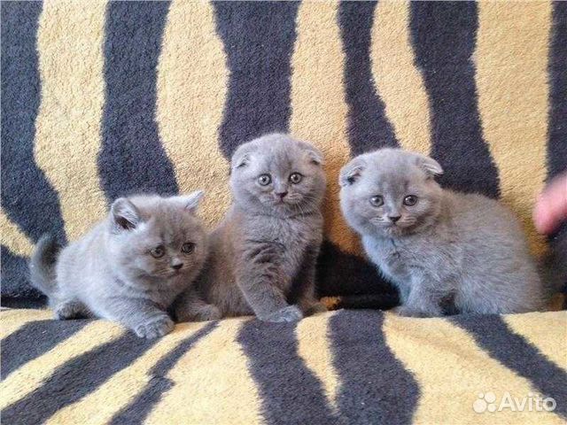 Котятята британцы и шотланцы