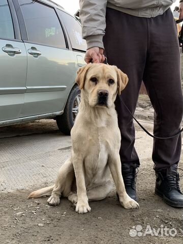 Лабрадор потеряшка