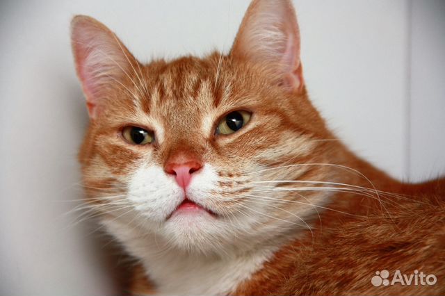 Большой и добрый котик Лёва