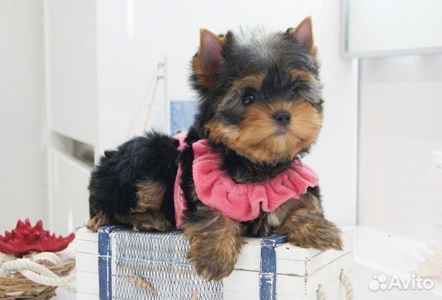 Йоркширский терьер большой выбор