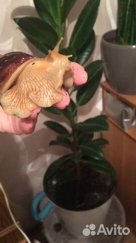 Улитки ахатина