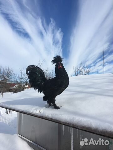 Инкубационное яйцо и петушки Сибирской мохноножки