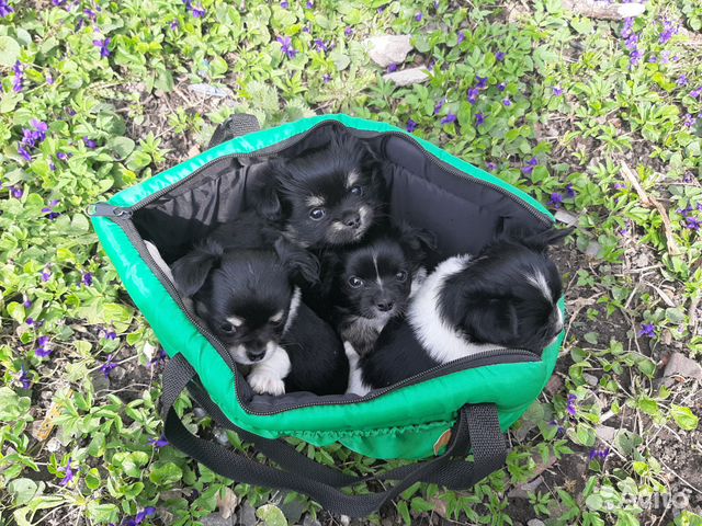 Чихуашки милашки