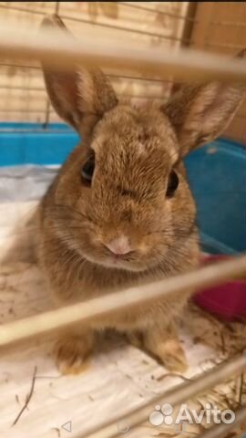 Декоративный кролик