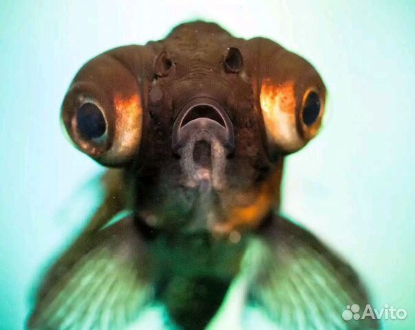 Рыбы Телескопы